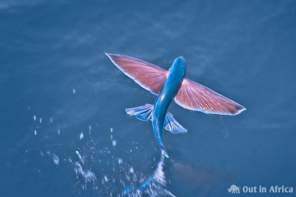 Fliegende Fische | Out in Africa
