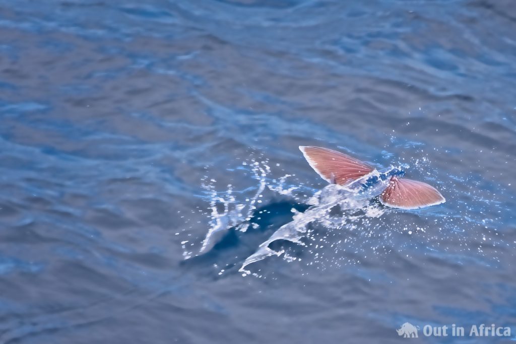 Fliegende Fische | Out in Africa