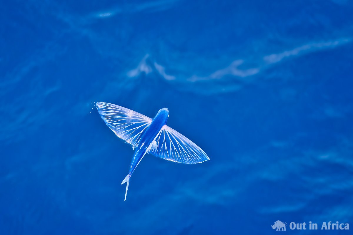 Fliegende Fische | Out in Africa