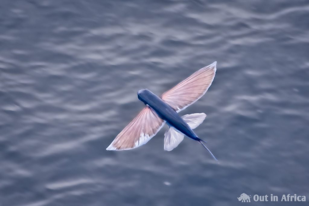 Fliegende Fische | Out in Africa