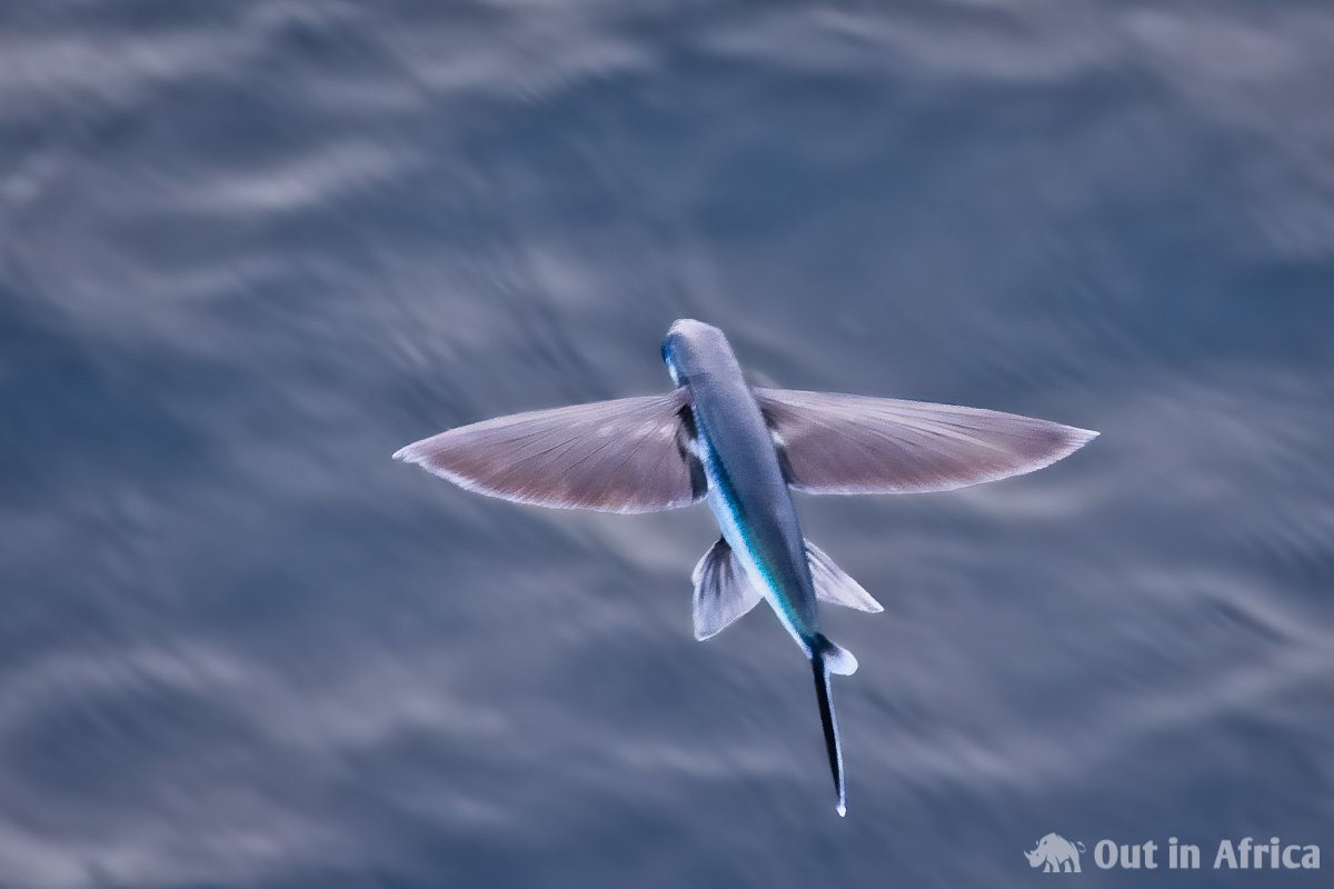 Fliegende Fische | Out in Africa