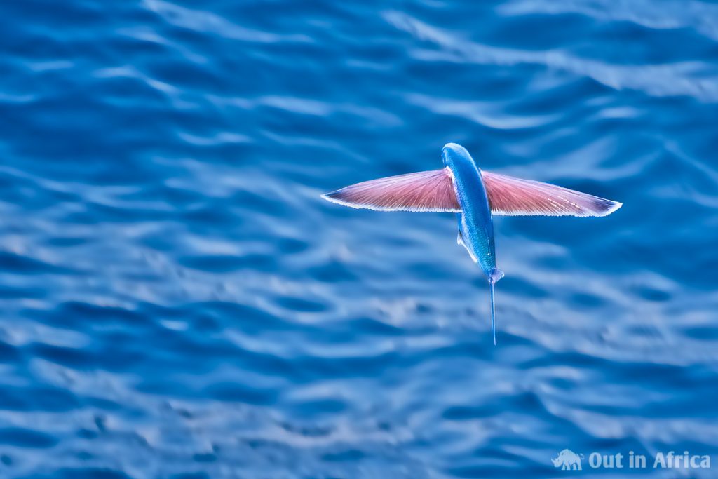 Fliegende Fische | Out in Africa