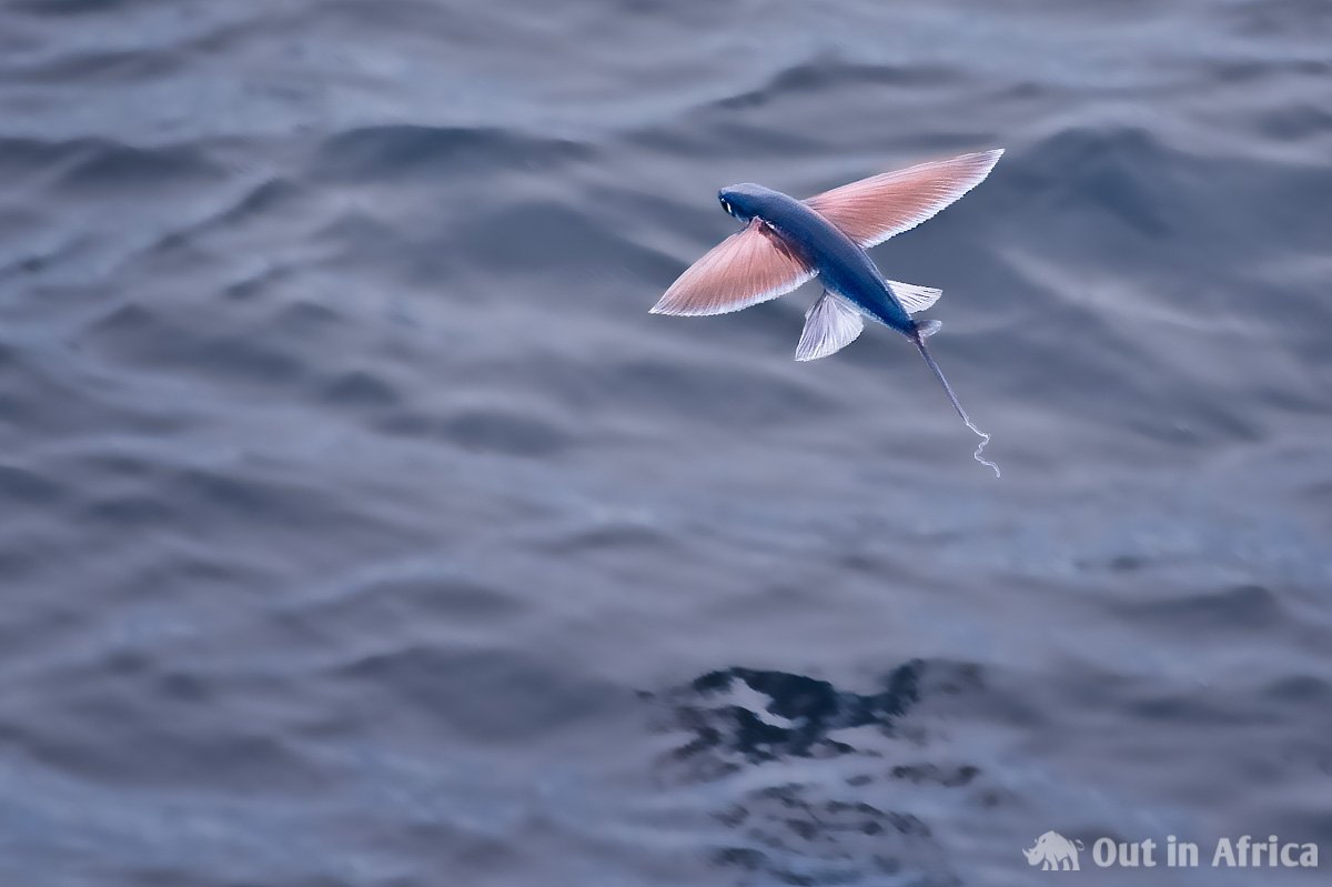 Fliegende Fische | Out in Africa