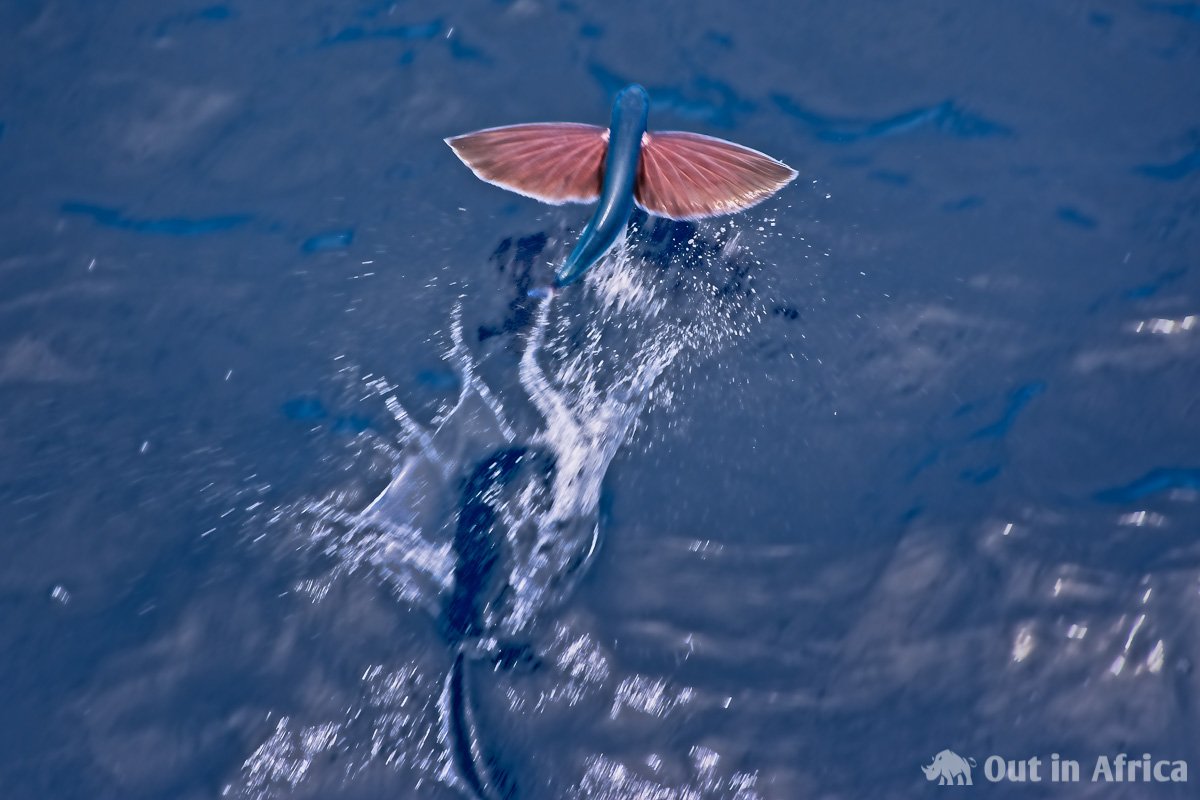 Fliegende Fische | Out in Africa