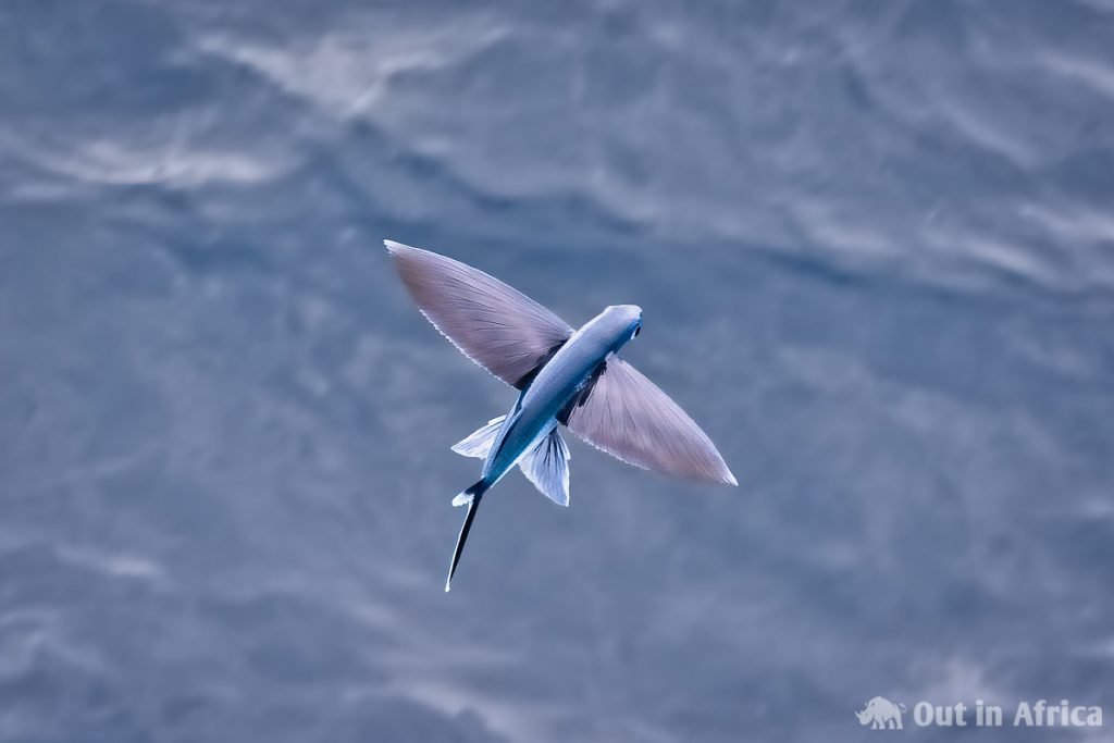 Fliegende Fische | Out in Africa