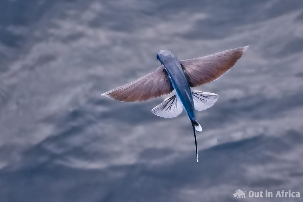 Fliegende Fische | Out in Africa