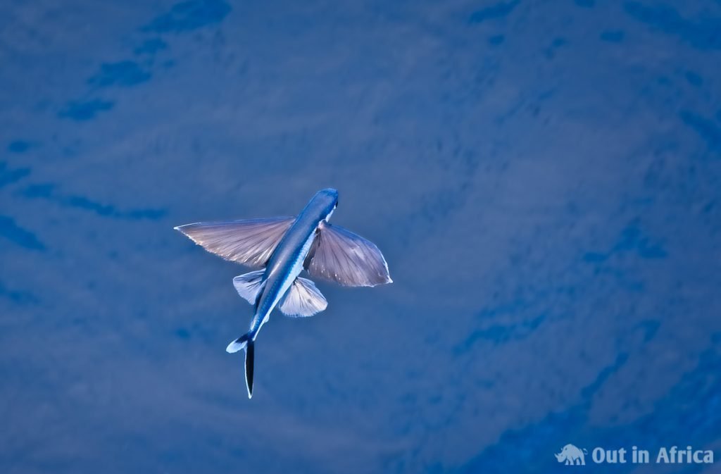 Fliegende Fische | Out in Africa