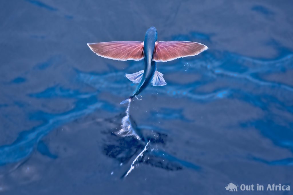 Fliegende Fische | Out in Africa