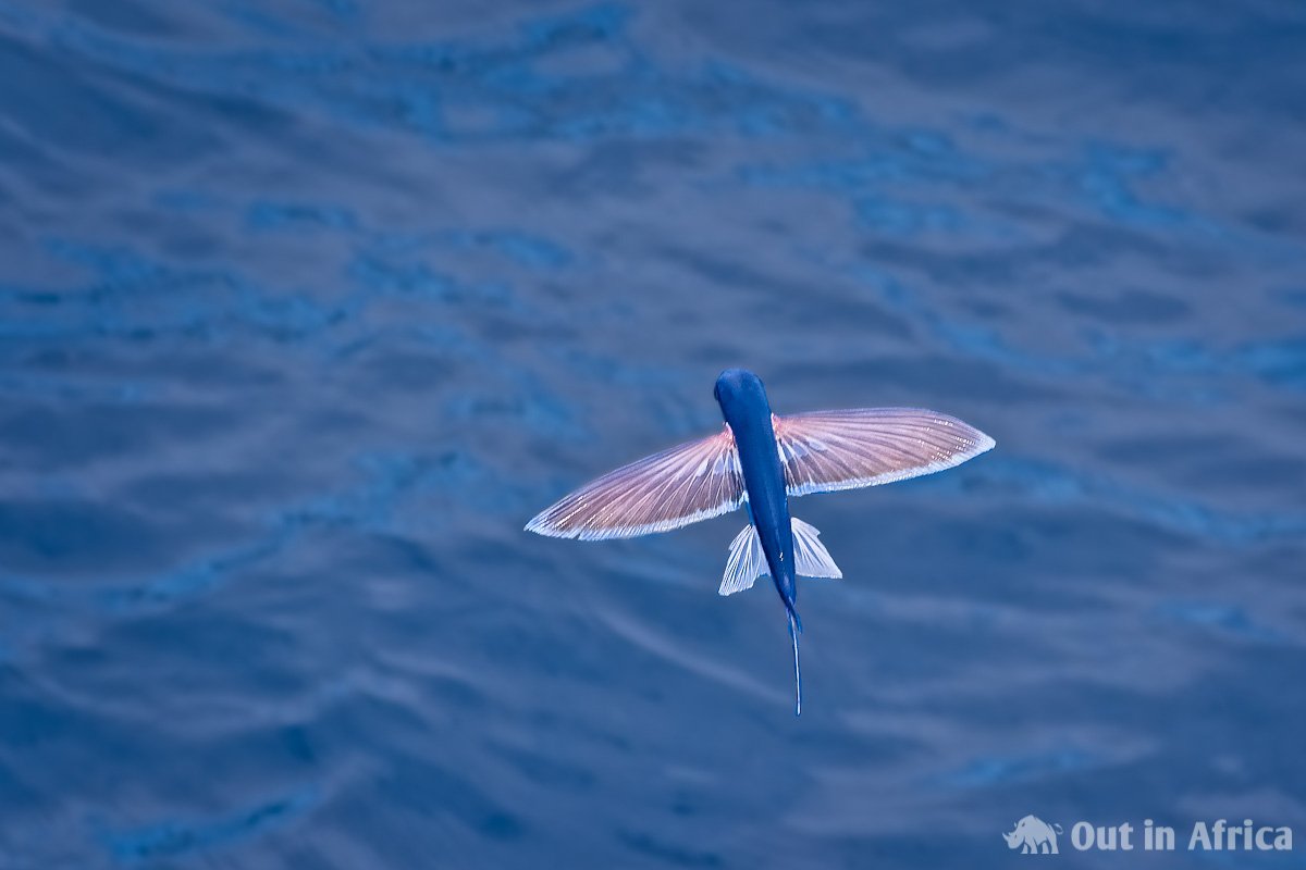 Fliegende Fische | Out in Africa