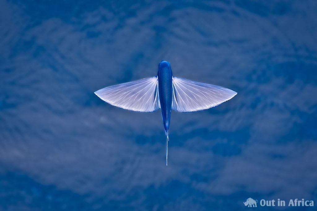 Fliegende Fische | Out in Africa
