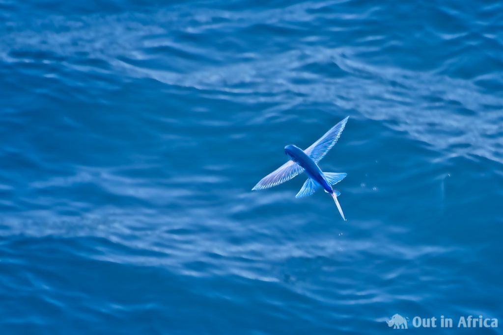 Fliegende Fische | Out in Africa