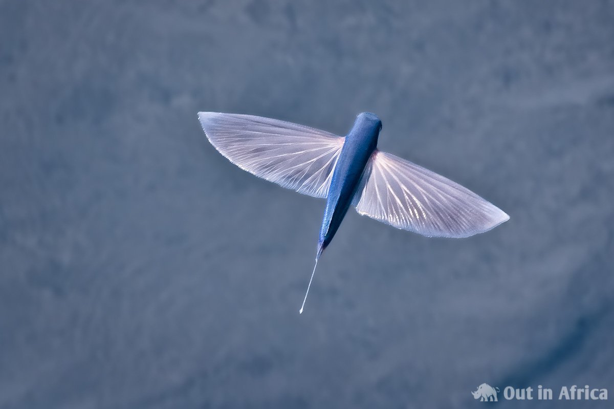 Fliegende Fische | Out in Africa