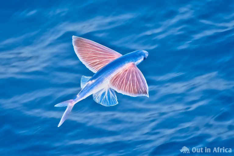 Fliegende Fische | Out in Africa
