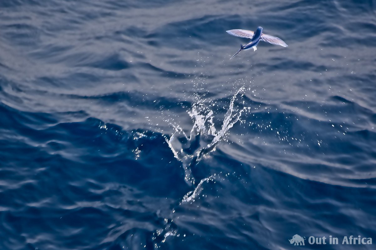 Fliegende Fische | Out in Africa