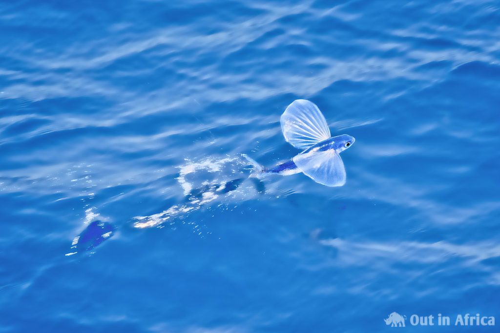 Fliegende Fische | Out in Africa