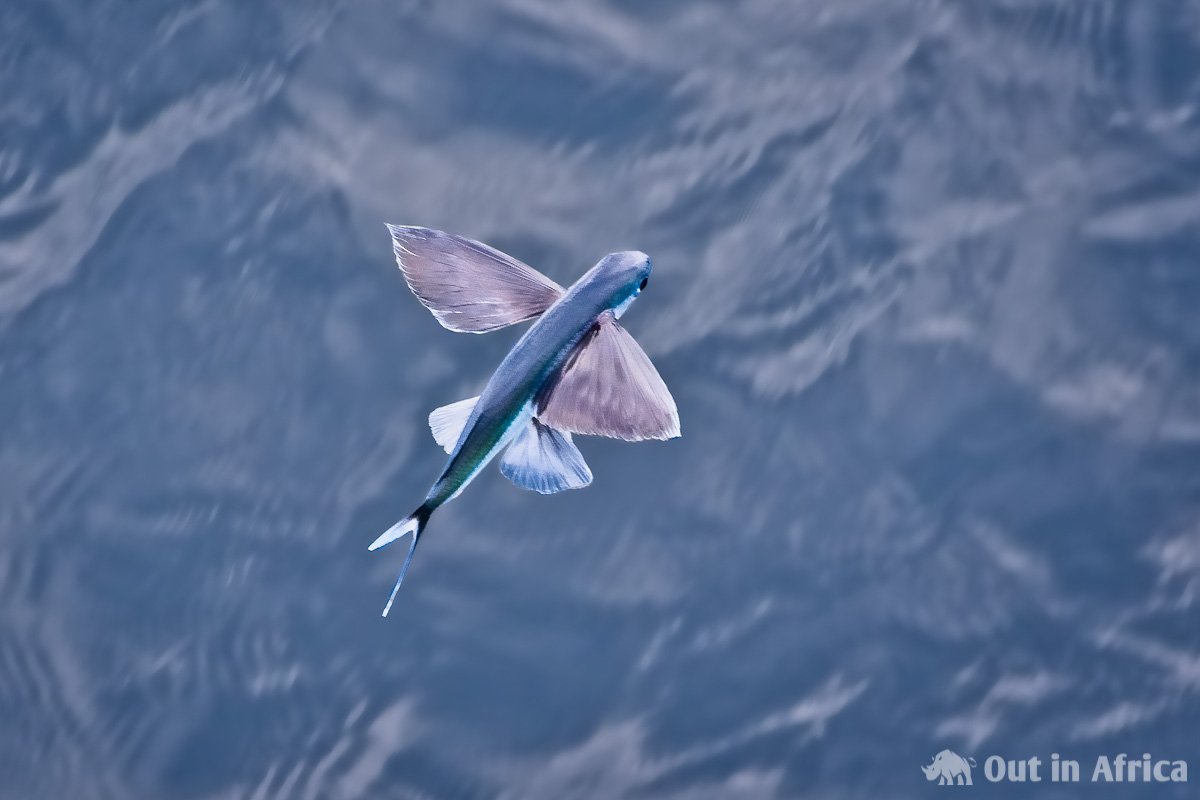 Fliegende Fische | Out in Africa