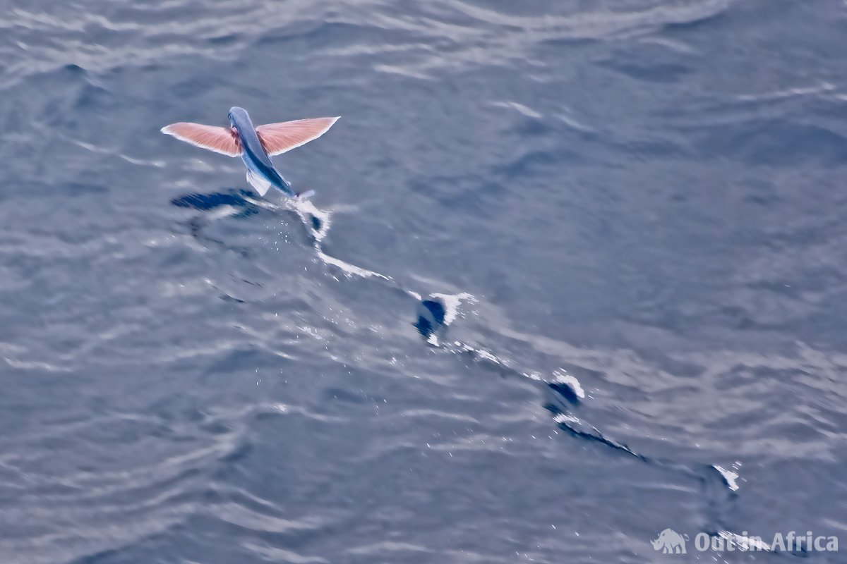 Fliegende Fische | Out in Africa