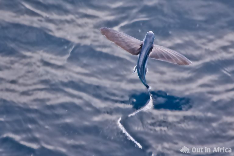Fliegende Fische | Out in Africa