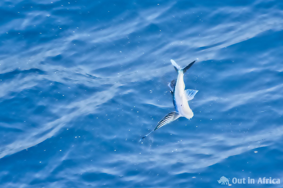 Fliegende Fische | Out in Africa
