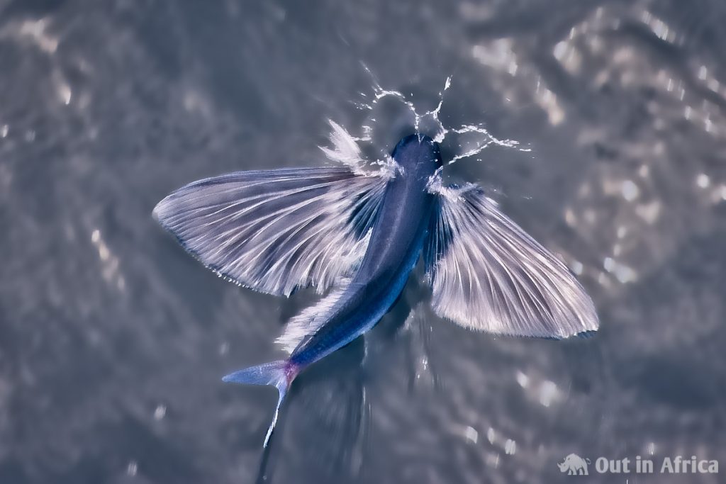 Fliegende Fische | Out in Africa